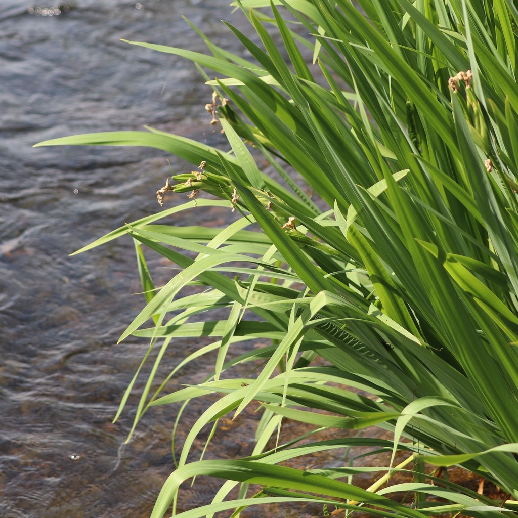 Irises from Suffield, CT, USA on June 11, 2022 at 09:30 AM by Mark ...