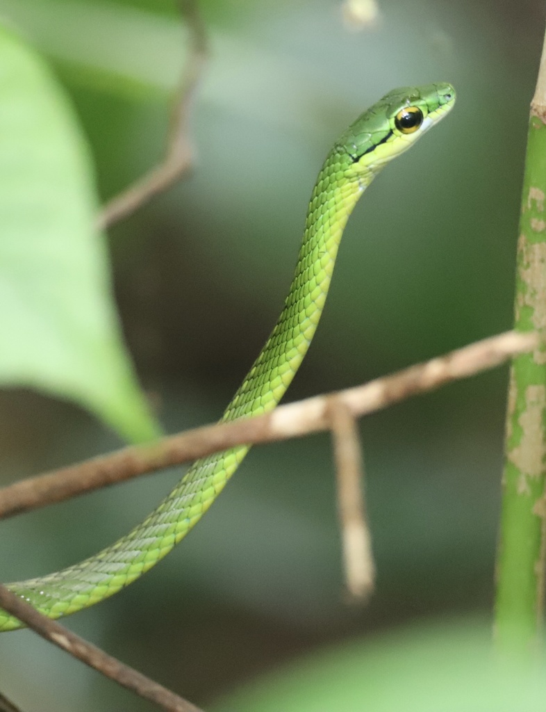 Giant Parrot Snake from Cahuita National Park, Talamanca, Limon, CR on ...