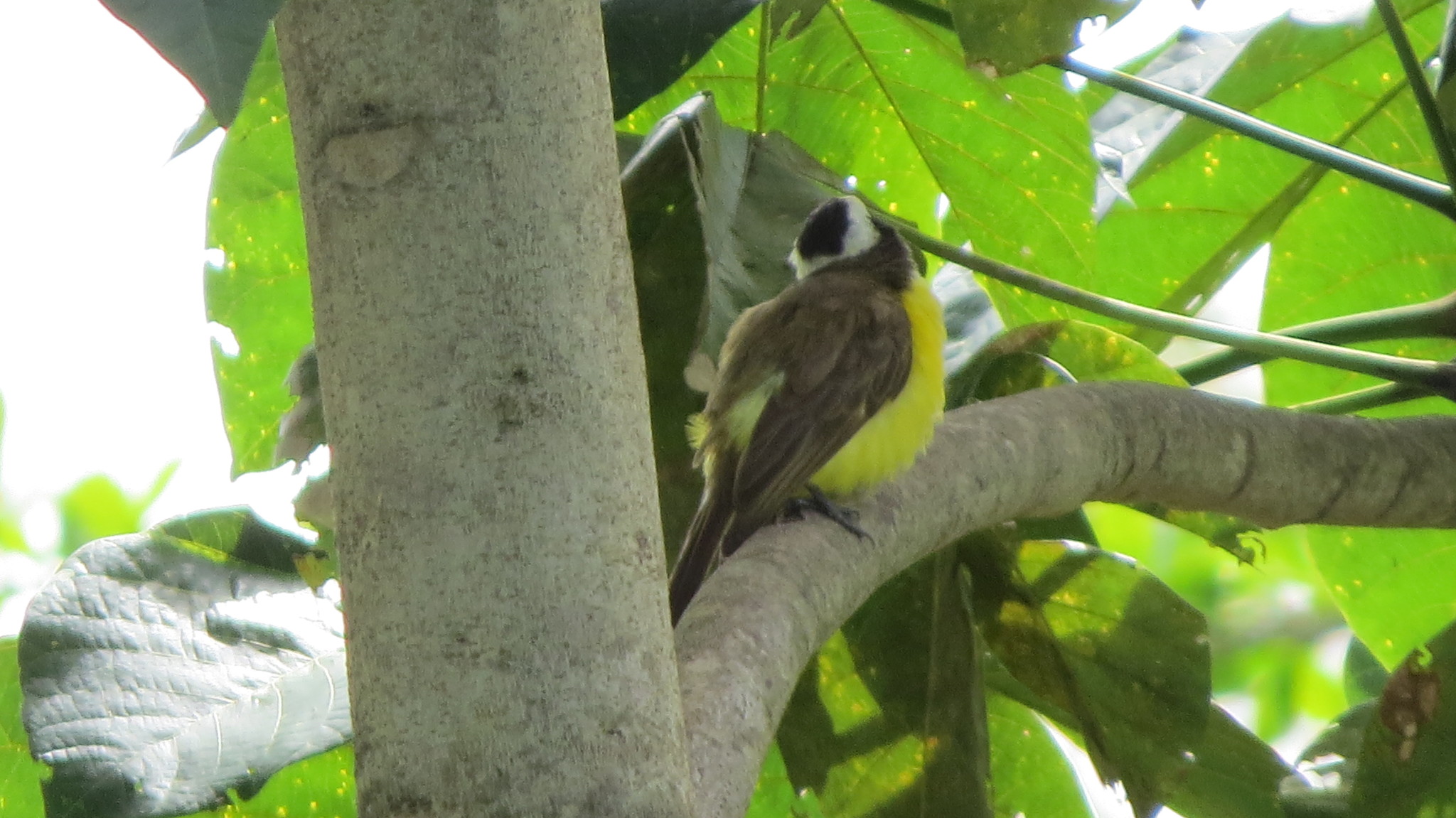 Phelpsia inornata (Lawrence, 1869)