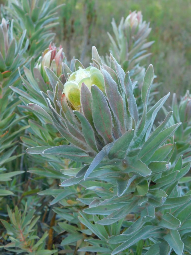 Green Sugarbush from Greyton Potters, 7233, South Africa on June 09, 2022 at 08:38 AM by Klaus ...