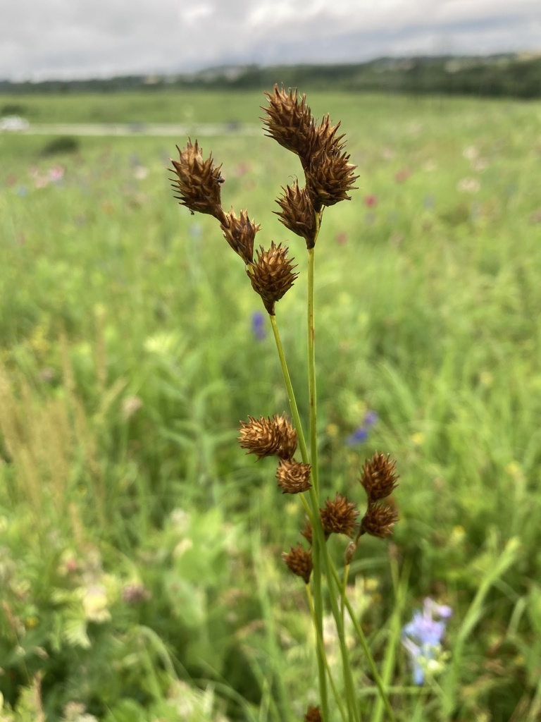 Bicknell's Sedge from Harrison, AR, US on June 8, 2022 at 05:12 PM by ...
