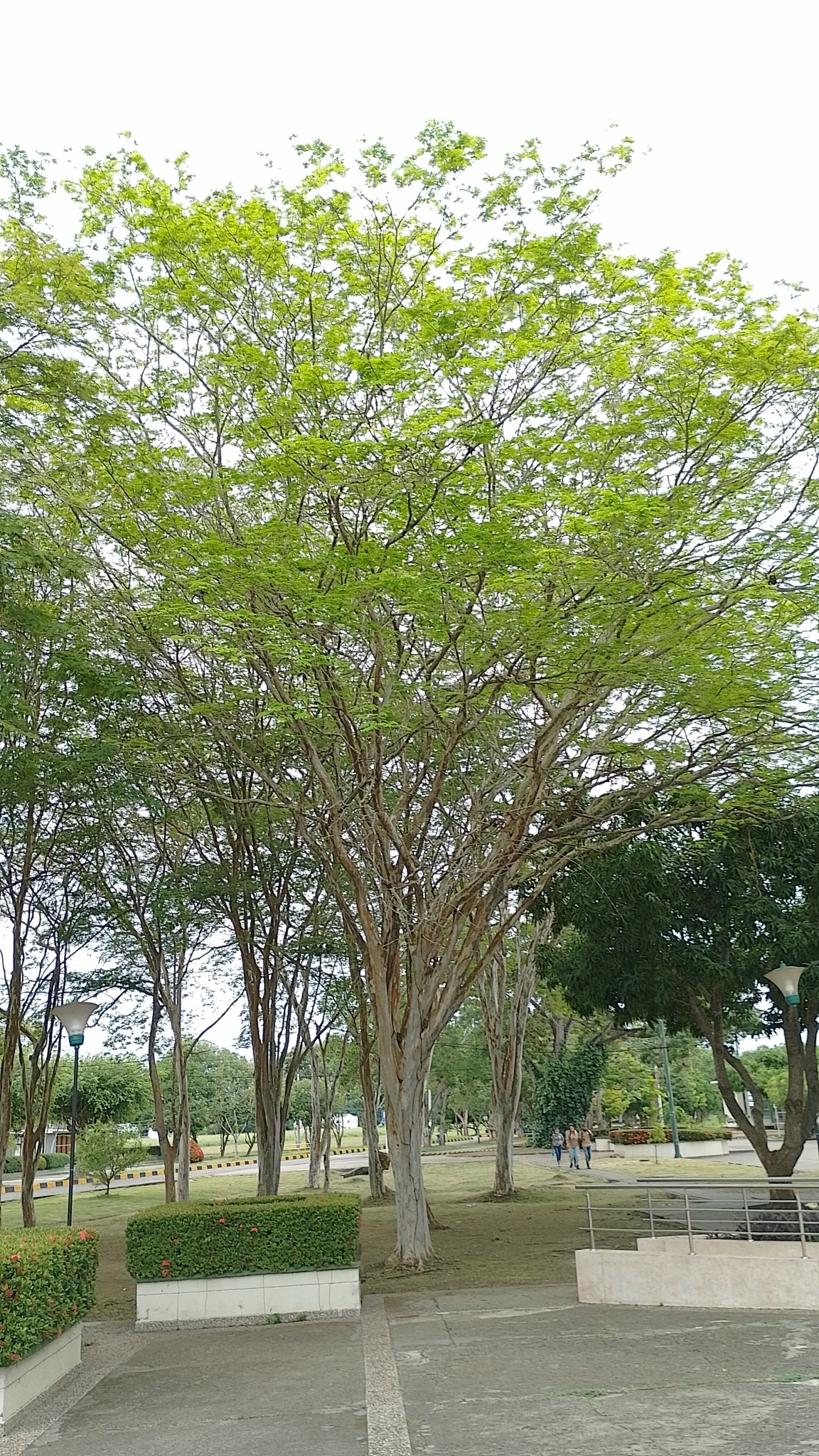 Libidibia punctata (Willd.) Britton