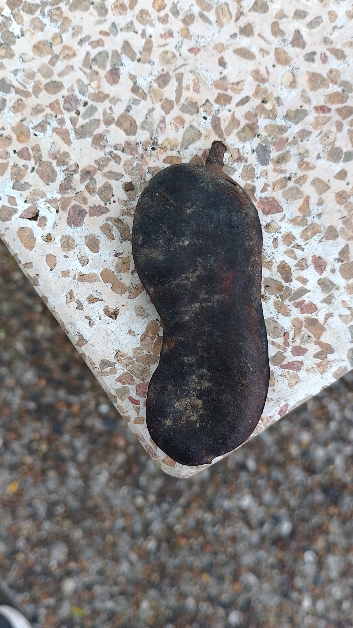 Libidibia punctata (Willd.) Britton