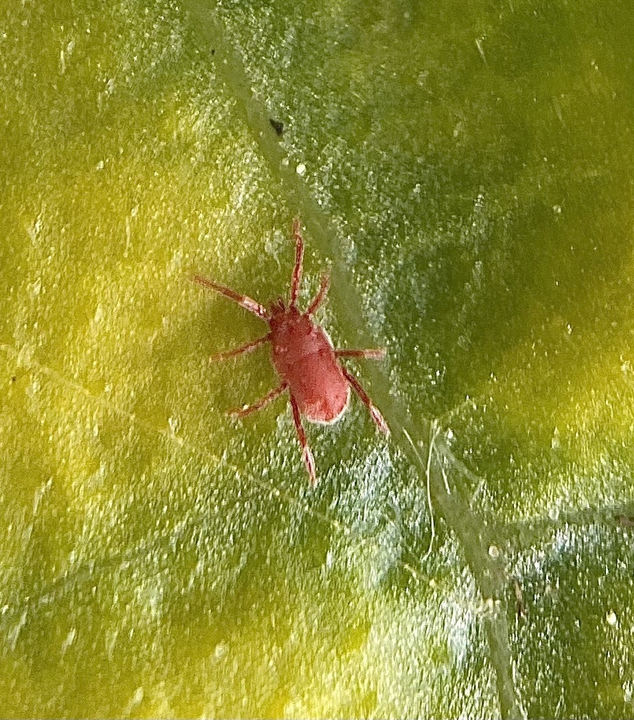 Sidewalk Mites from Johnson St, Summerland, BC, CA on June 11, 2022 at ...