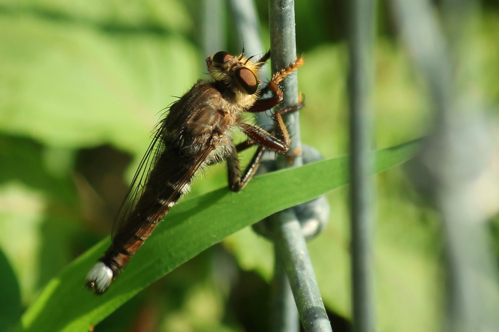 False Bee-Killer from Hagarville, AR, USA on June 7, 2022 at 05:55 PM ...