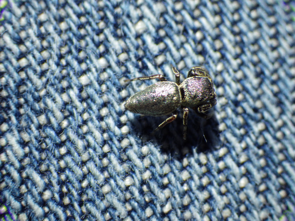 Common Leaf-beetle Jumping Spider from Liberty Lake, Washington, United ...
