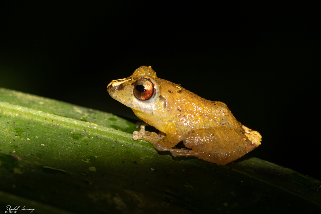 Pygmy Rain Frog from Linda Vista, Provincia de Puntarenas, Costa Rica ...
