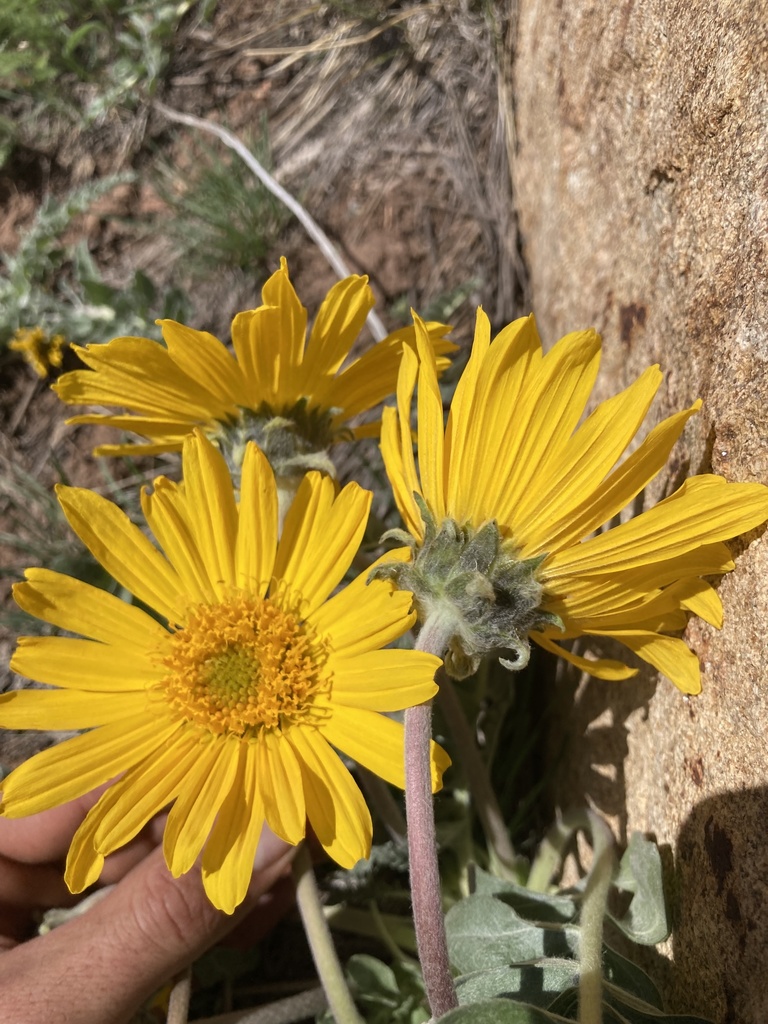 Hoary Balsamroot (Balsamorhiza incana) - Botanical Realm