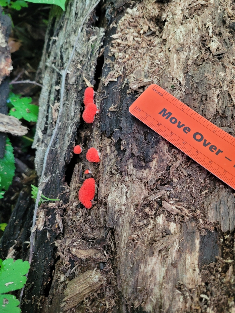 Red Raspberry Slime Mold from Clinton, KS, USA on June 11, 2022 at 09: ...