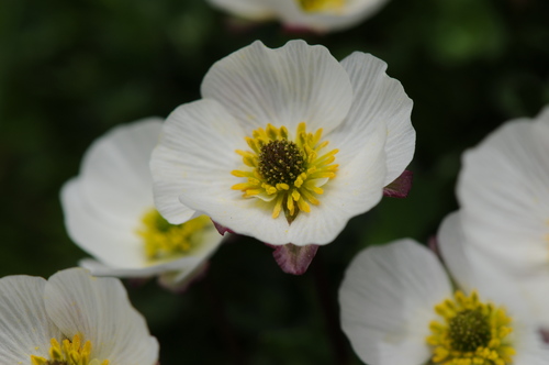 Ranunculus cacuminis · iNaturalist