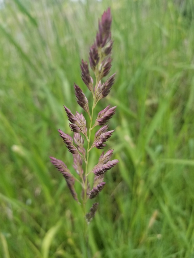 Smooth Meadow-grass from Sand Point, Seattle, WA 98115, USA on June 11 ...