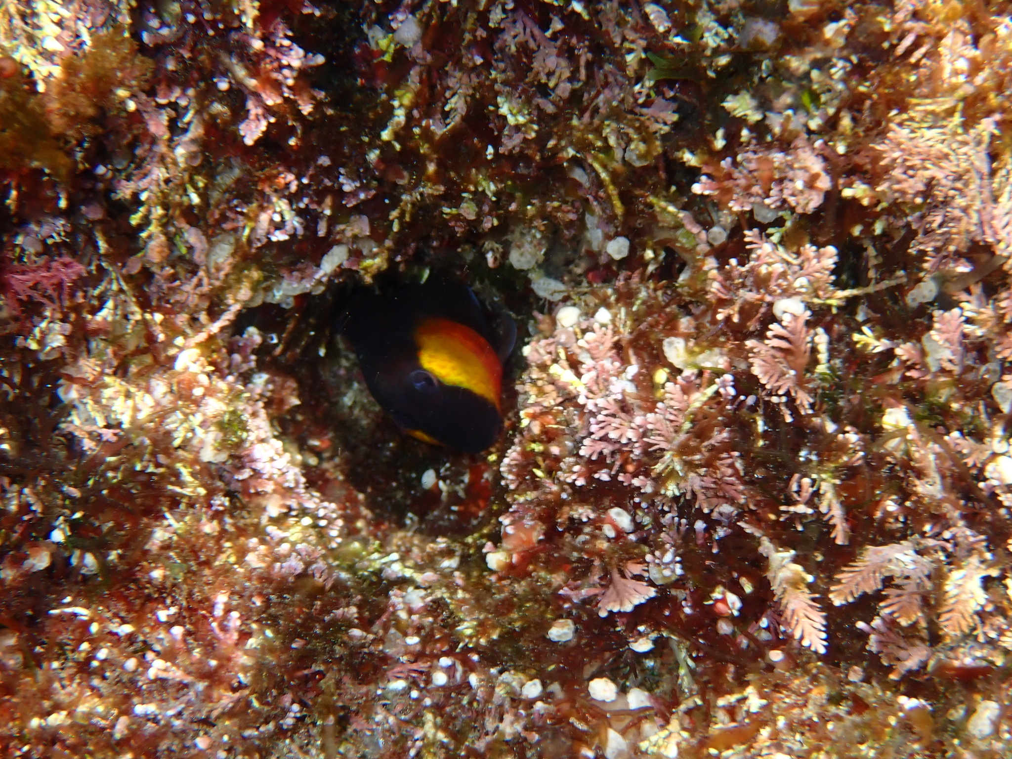 Microlipophrys canevae (Vinciguerra, 1880)