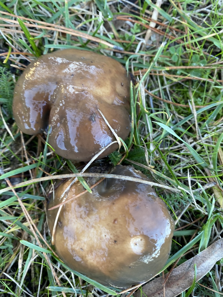 Pungent Slippery Jack from Rawhiti Domain, New Brighton, Canterbury, NZ ...