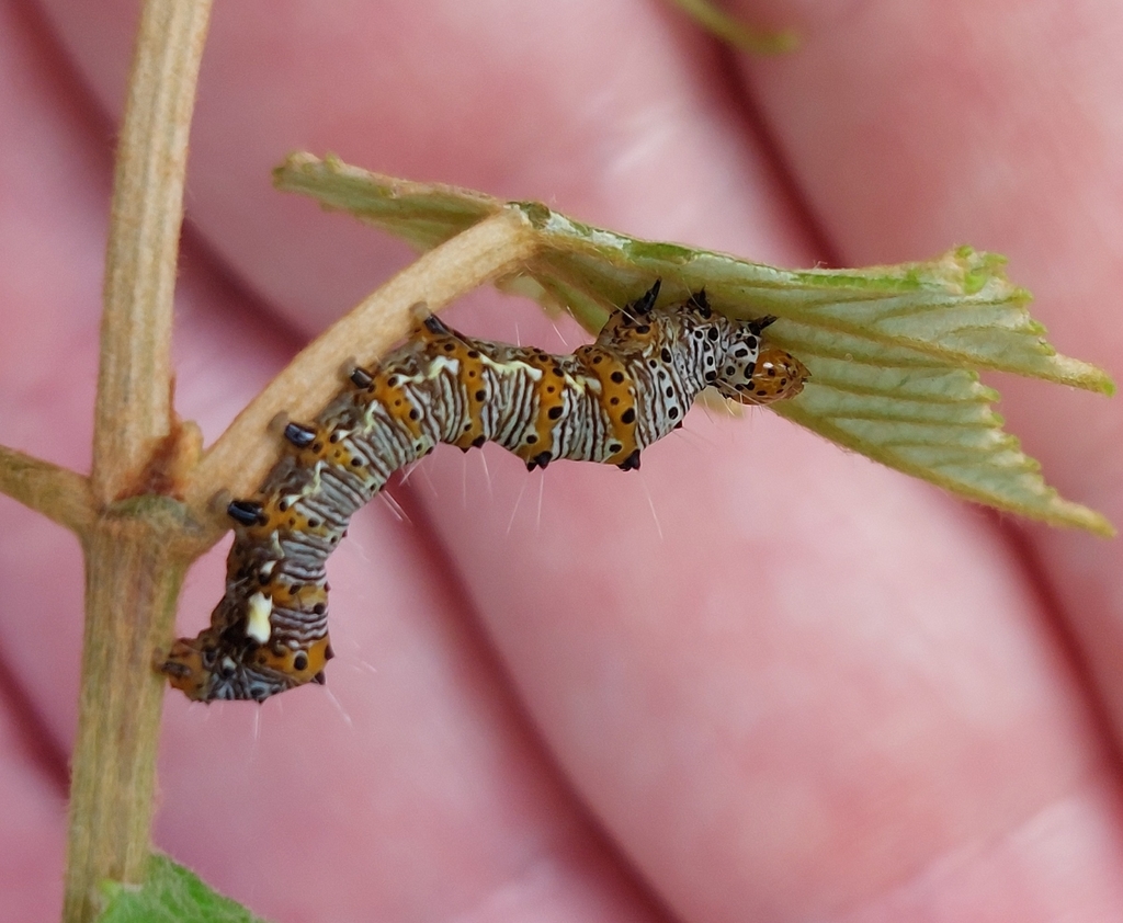 Eight-spotted Forester Moth from Laurel, MD 20708, USA on June 10, 2022 ...