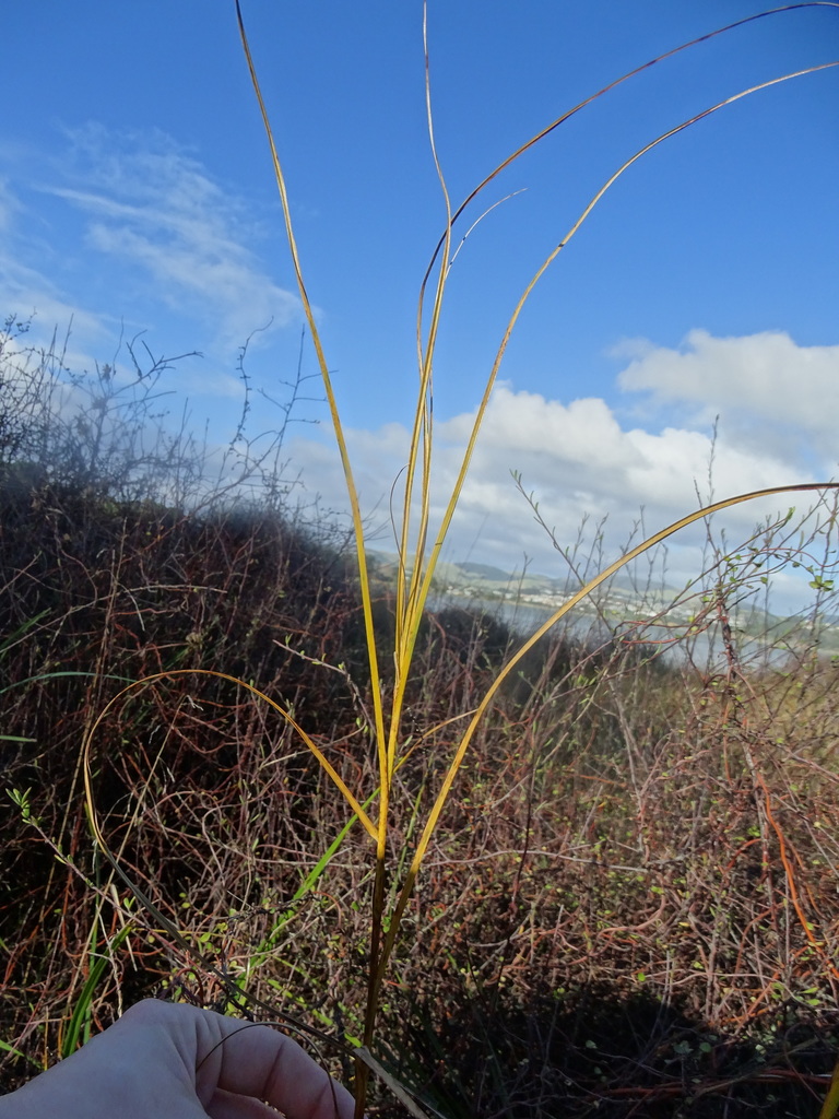 river bulrush from Pāuatahanui, New Zealand on June 11, 2022 at 01:31 ...