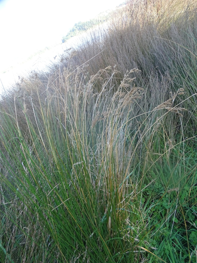 Broom Rush from Pāuatahanui, New Zealand on June 11, 2022 at 02:08 PM ...