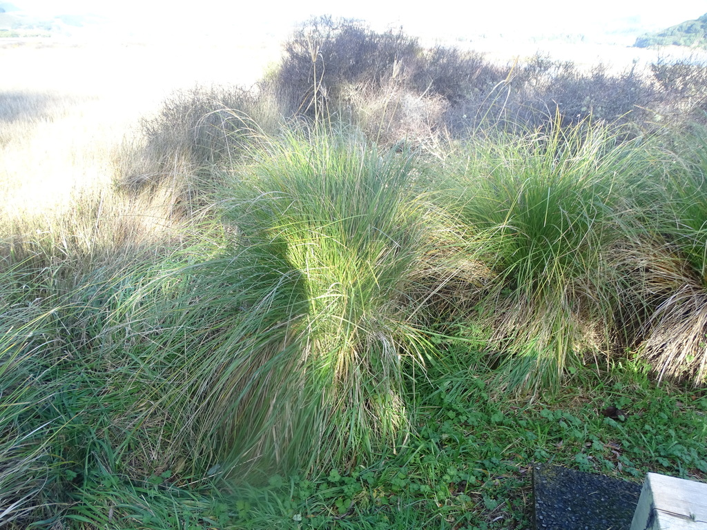 Pukio from Pāuatahanui, New Zealand on June 11, 2022 at 02:12 PM by ...