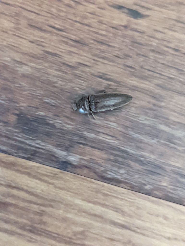 Orthostethus infuscatus in June 2022 by cheryl batson · iNaturalist