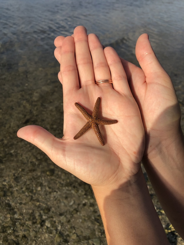 Conical Spined Sea Star from Tampa Bay, Bradenton, FL, US on October 04 ...
