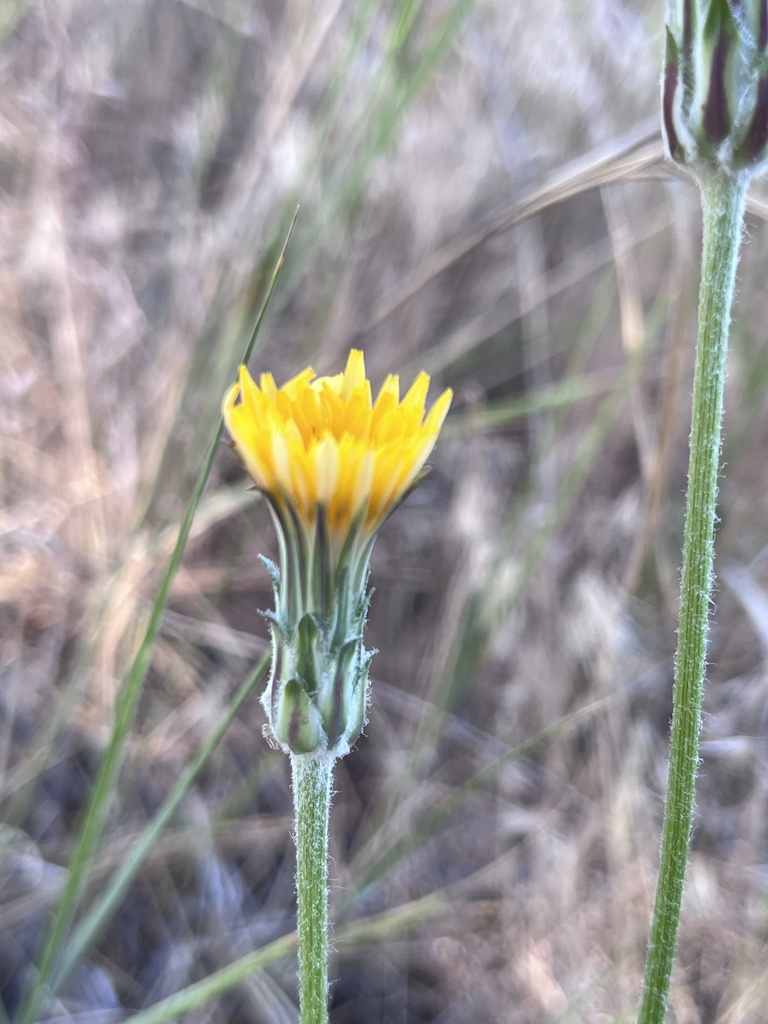 spearleaf agoseris from San Bernardino National Forest, Mountain Center ...
