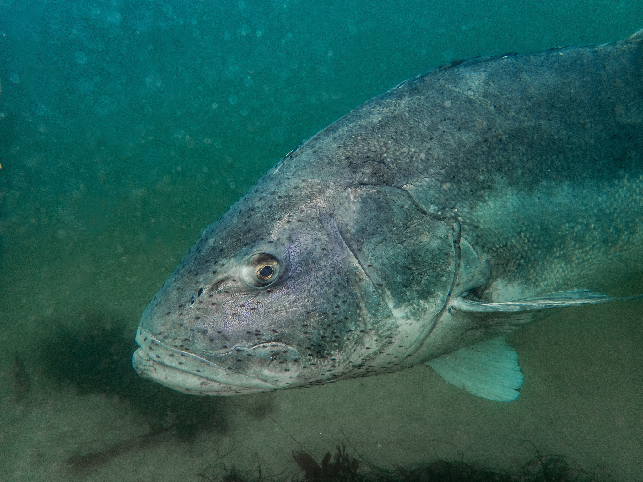 Polyprionidae