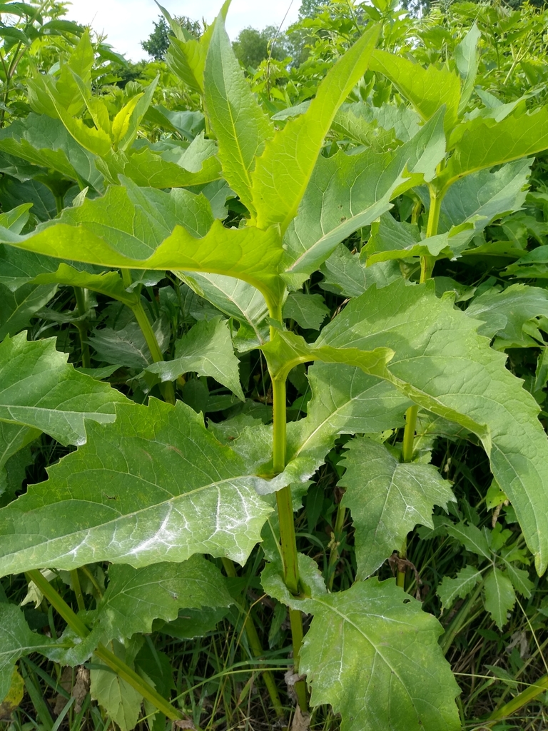 cup plant from Columbia, MO, USA on June 11, 2022 at 04:58 PM by Lin ...