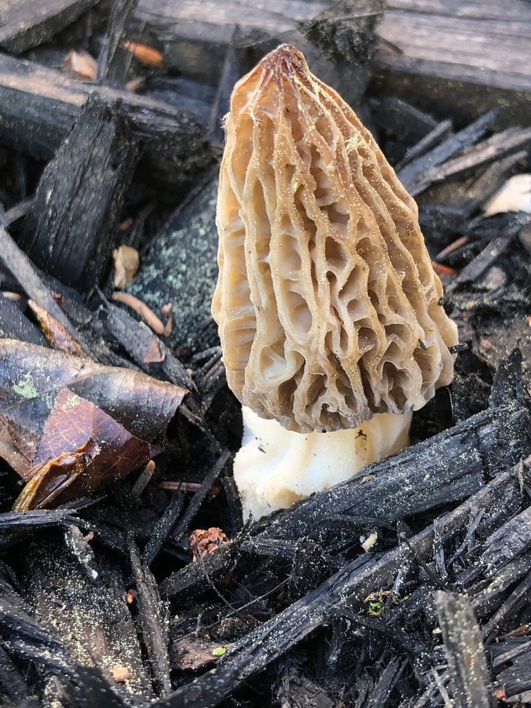 true morels from Edworthy Park, Calgary, AB, CA on June 11, 2022 at 04: ...