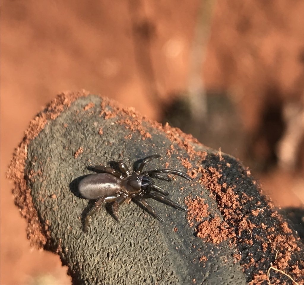 African wafer-lid trapdoor spider from Ntsintsing, LP, ZA on April 28 ...