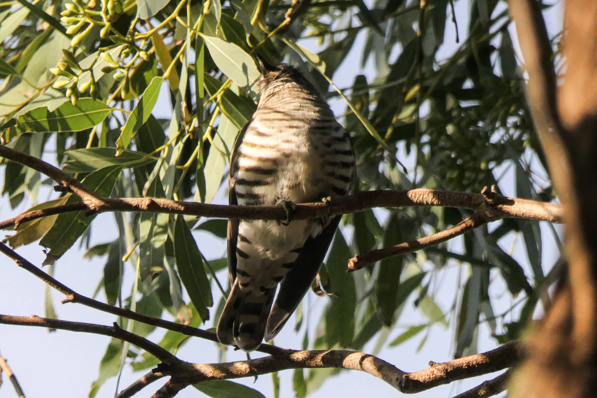 Chrysococcyx basalis (Horsfield, 1821)
