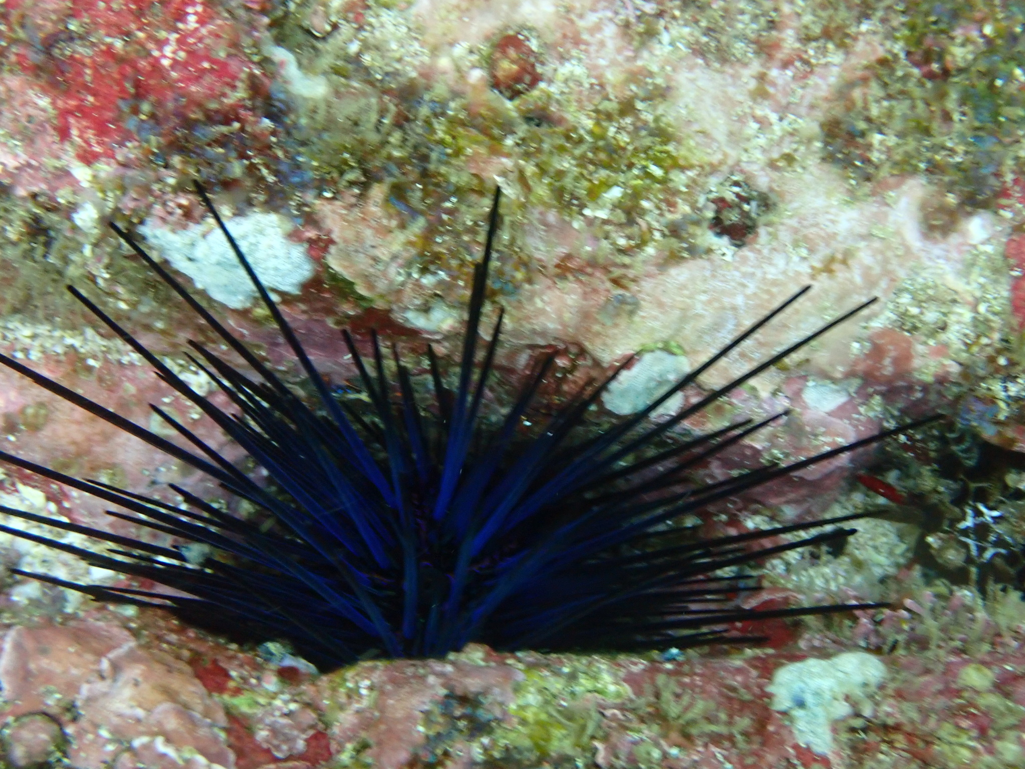 Diadema mexicanum A.Agassiz, 1863