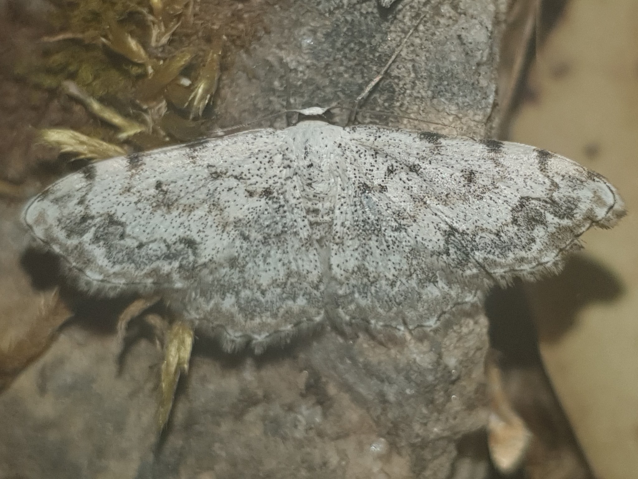 Scopula submutata (Treitschke, 1828)