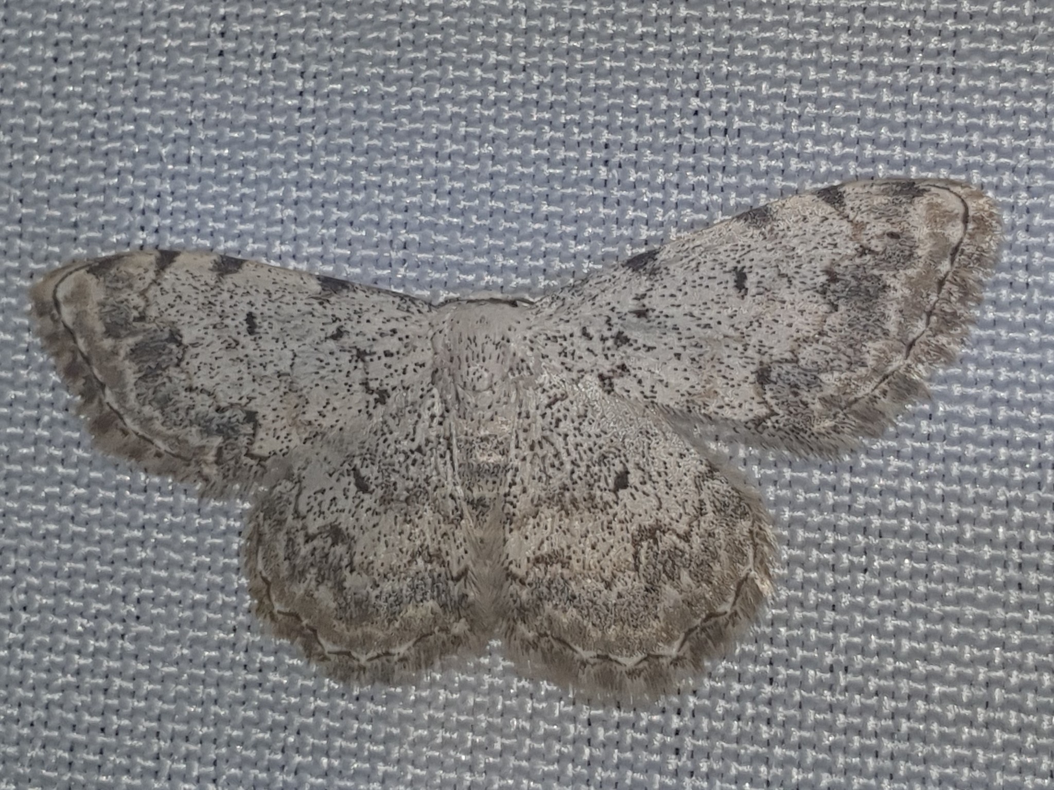 Scopula submutata (Treitschke, 1828)