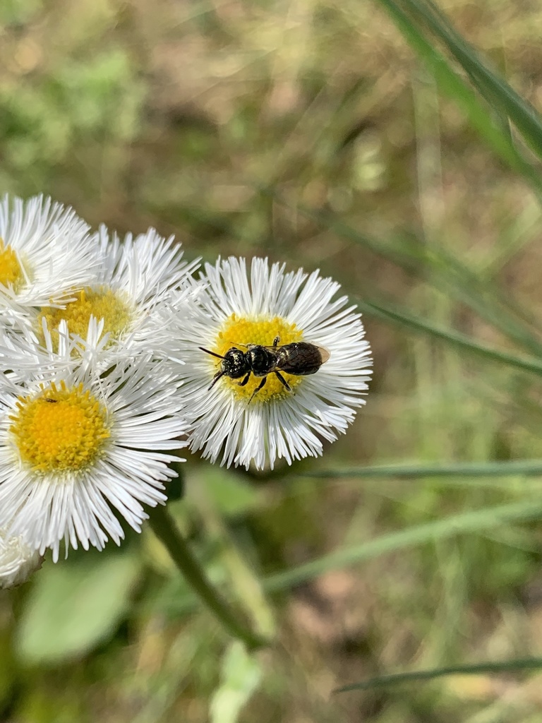 Zadontomerus in June 2022 by Linda Gilbert · iNaturalist