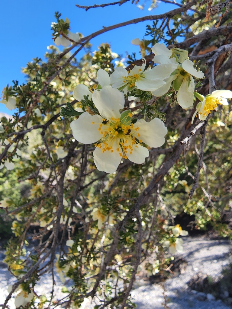 Stansbury's Cliffrose from Mt Charleston, NV 89124, USA on June 11 ...