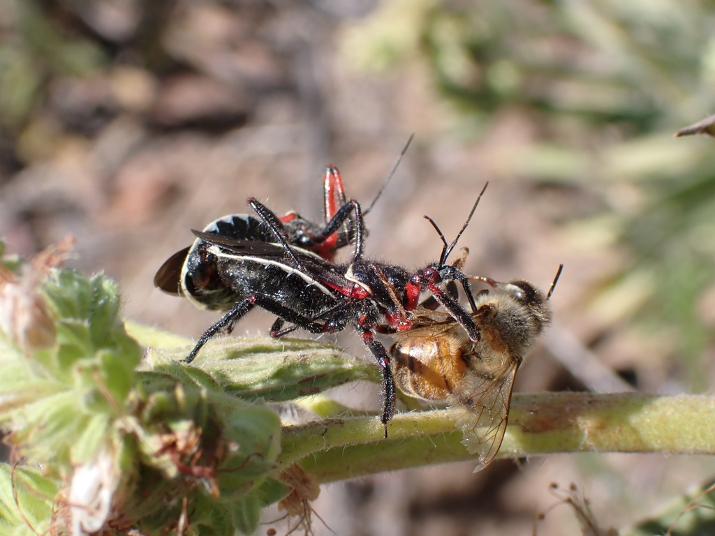 California Bee Assassin in June 2022 by u_phantasticus · iNaturalist