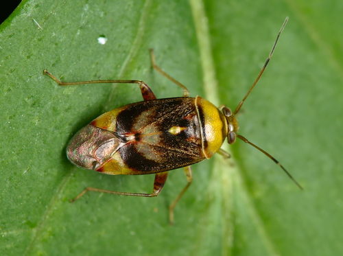 Pinalitus viscicola (Madeira True Bugs) · iNaturalist