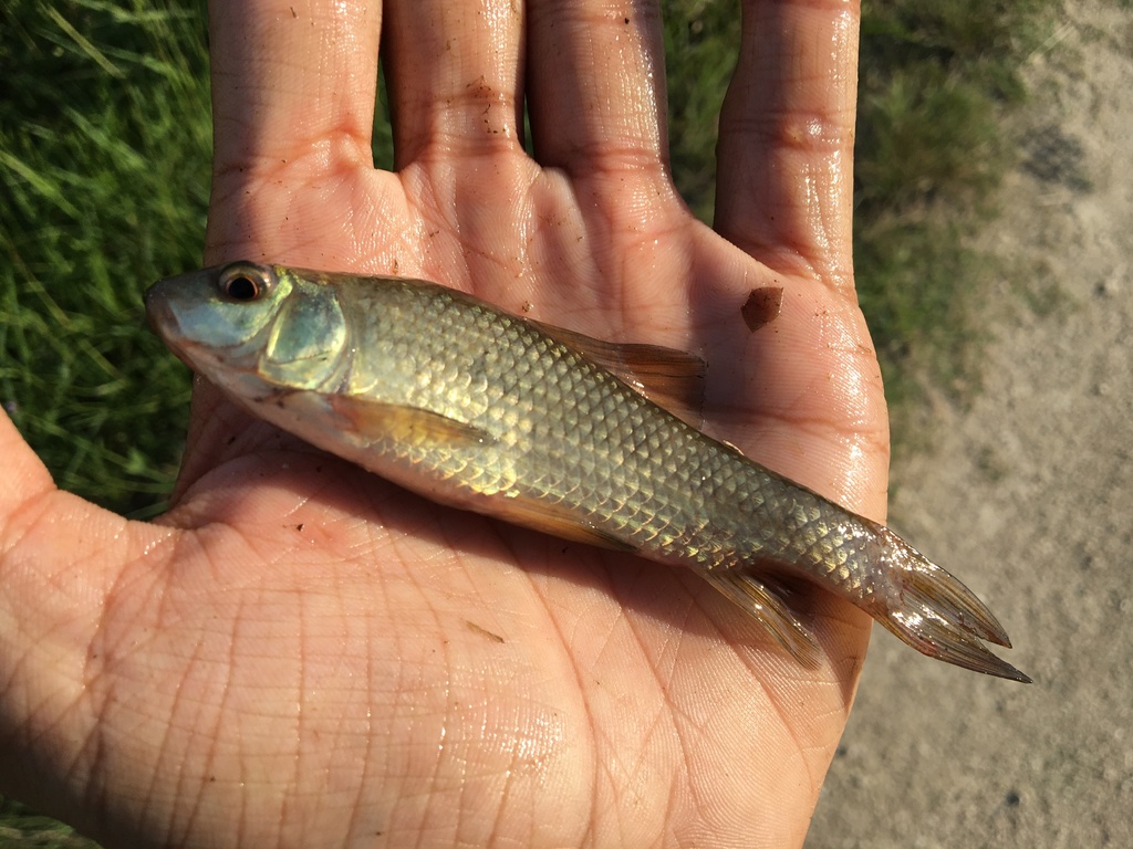Lake Chubsucker in June 2022 by suchosauros. I think I counted about 30 ...