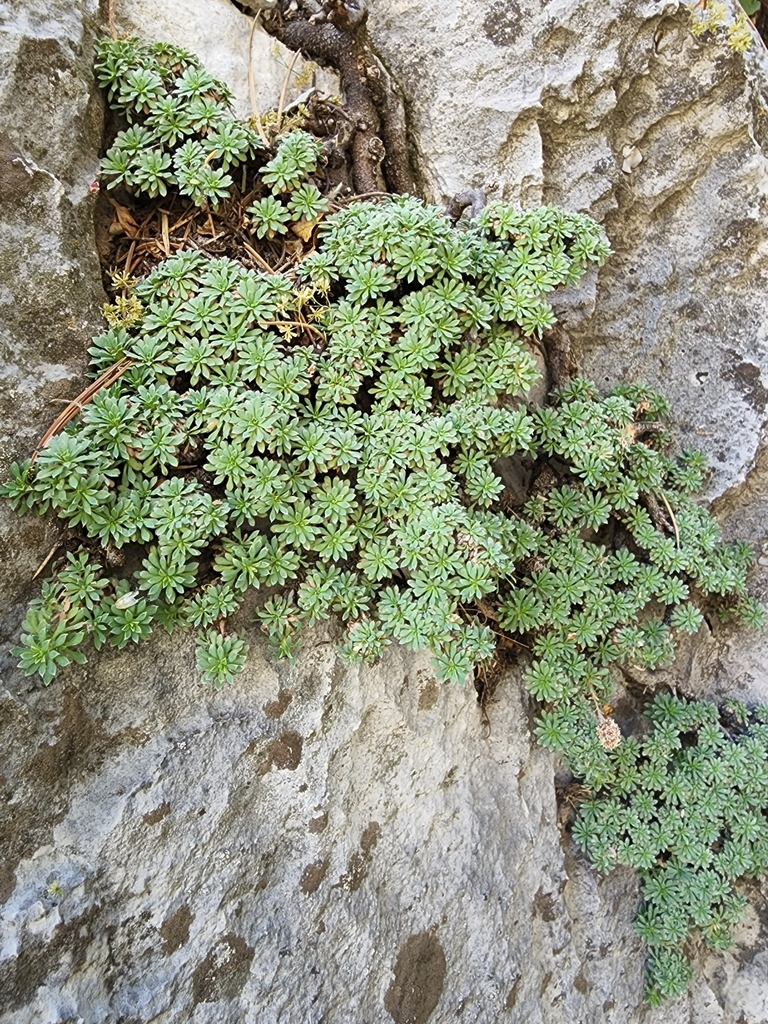 mat rock spiraea from Mt Charleston, NV 89124, USA on June 11, 2022 at ...
