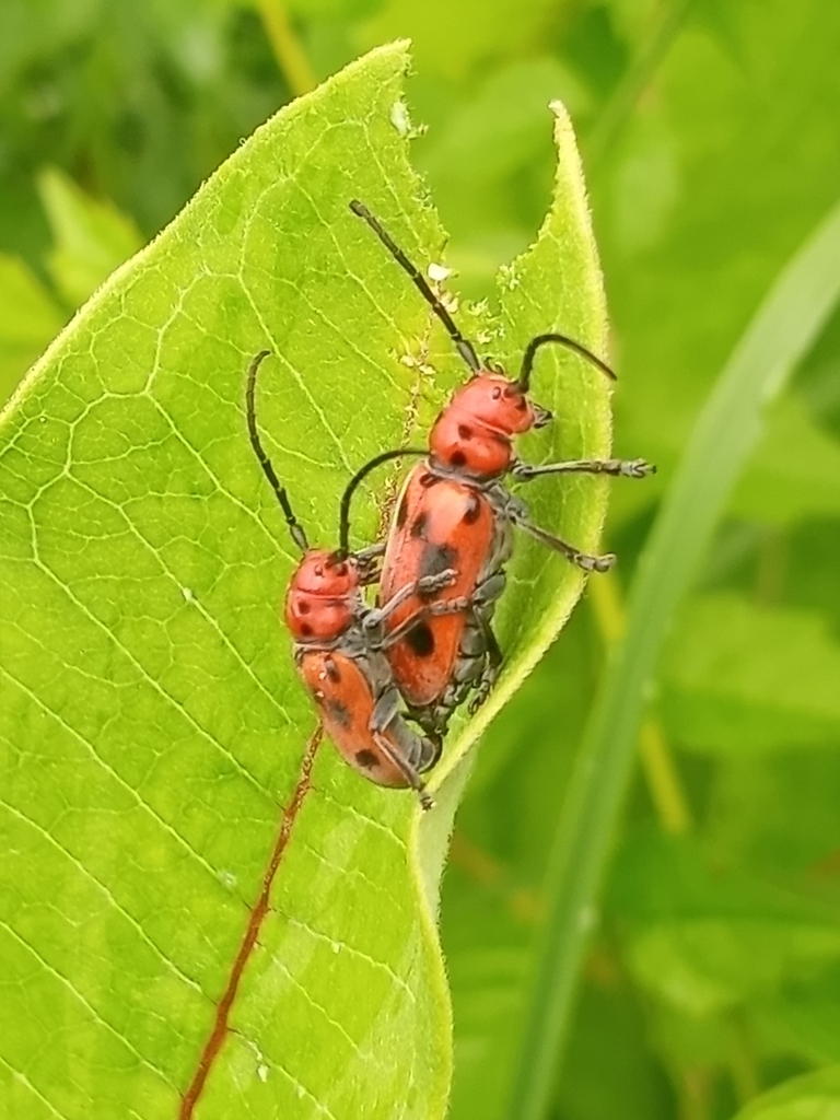 Red Milkweed Beetle from Ridgely, MD 21660, USA on June 11, 2022 at 01: ...