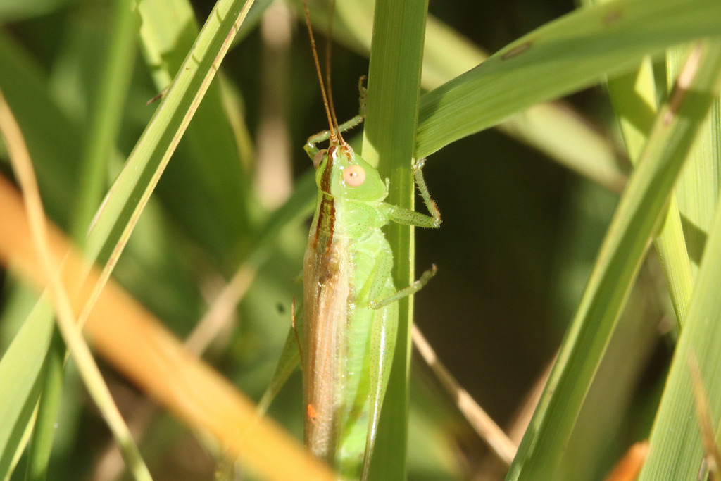 Conocephalus longipes from Pereyra, Provincia de Buenos Aires ...