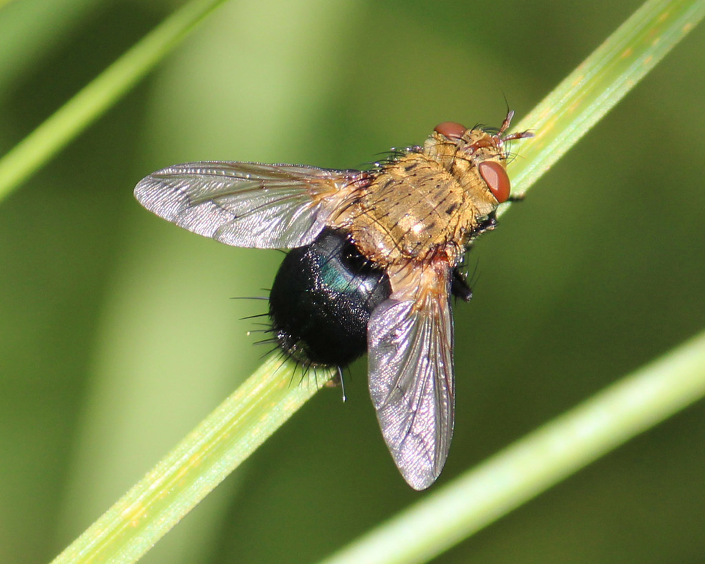 Archytas apicifer (Calgary Insect Pollinators Guide) · iNaturalist