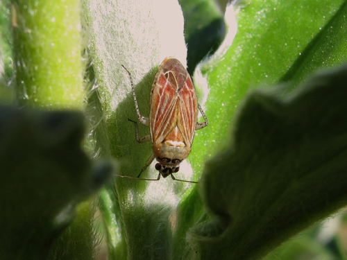 Genus Pachyxyphus · iNaturalist