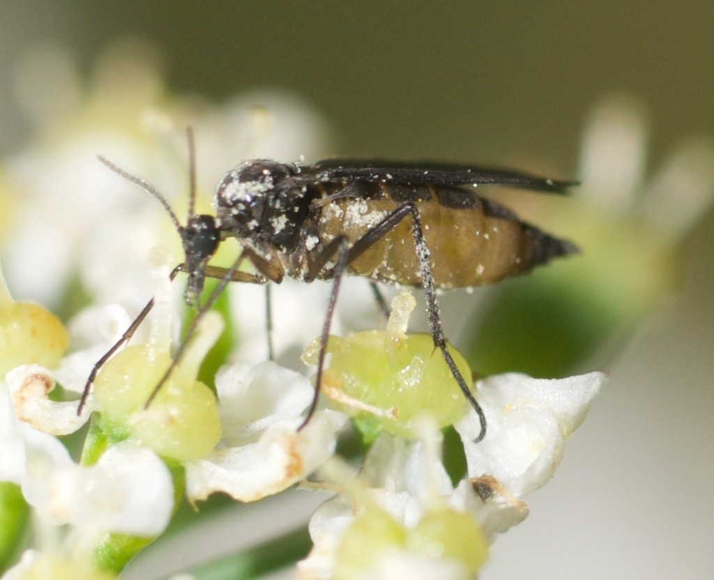 Dark-winged Fungus Gnats from Crystal Bay - Lakeview Park - Britannia ...