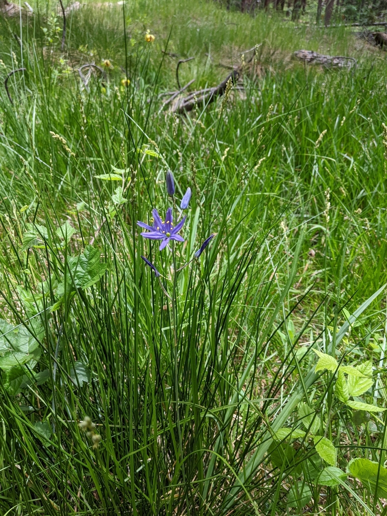 small camas from Butterfly Valley Botanical Garden on June 04, 2022 at ...
