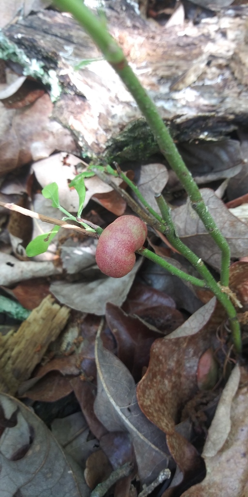 Blueberry Stem Gall Wasp in June 2022 by jim · iNaturalist