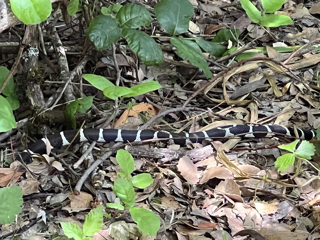 California King Snake from Skyline Ridge Preserve, La Honda, CA, US on ...