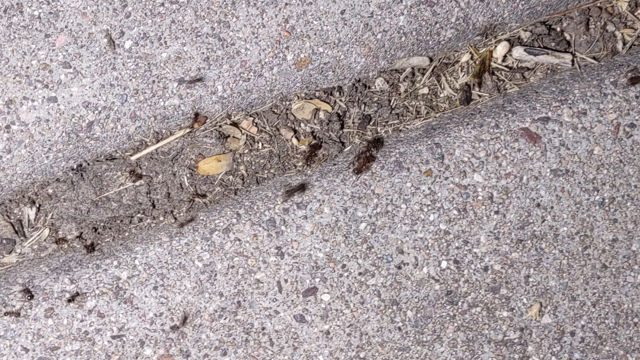 Pheidole obtusospinosa Pergande, 1896