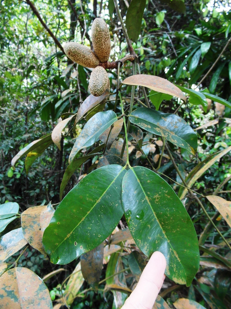 (Gnetum gnemonoides) - Botanical Realm