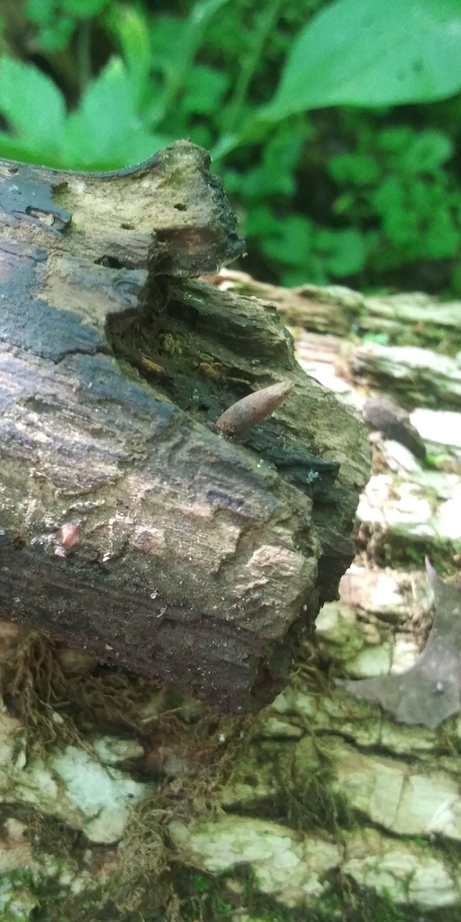 Something in June 2022 by Jim Oehmke. Fungus or slime mold? · iNaturalist
