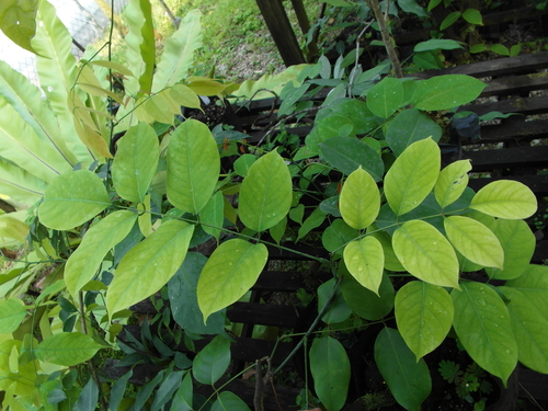 Derris amoena · iNaturalist